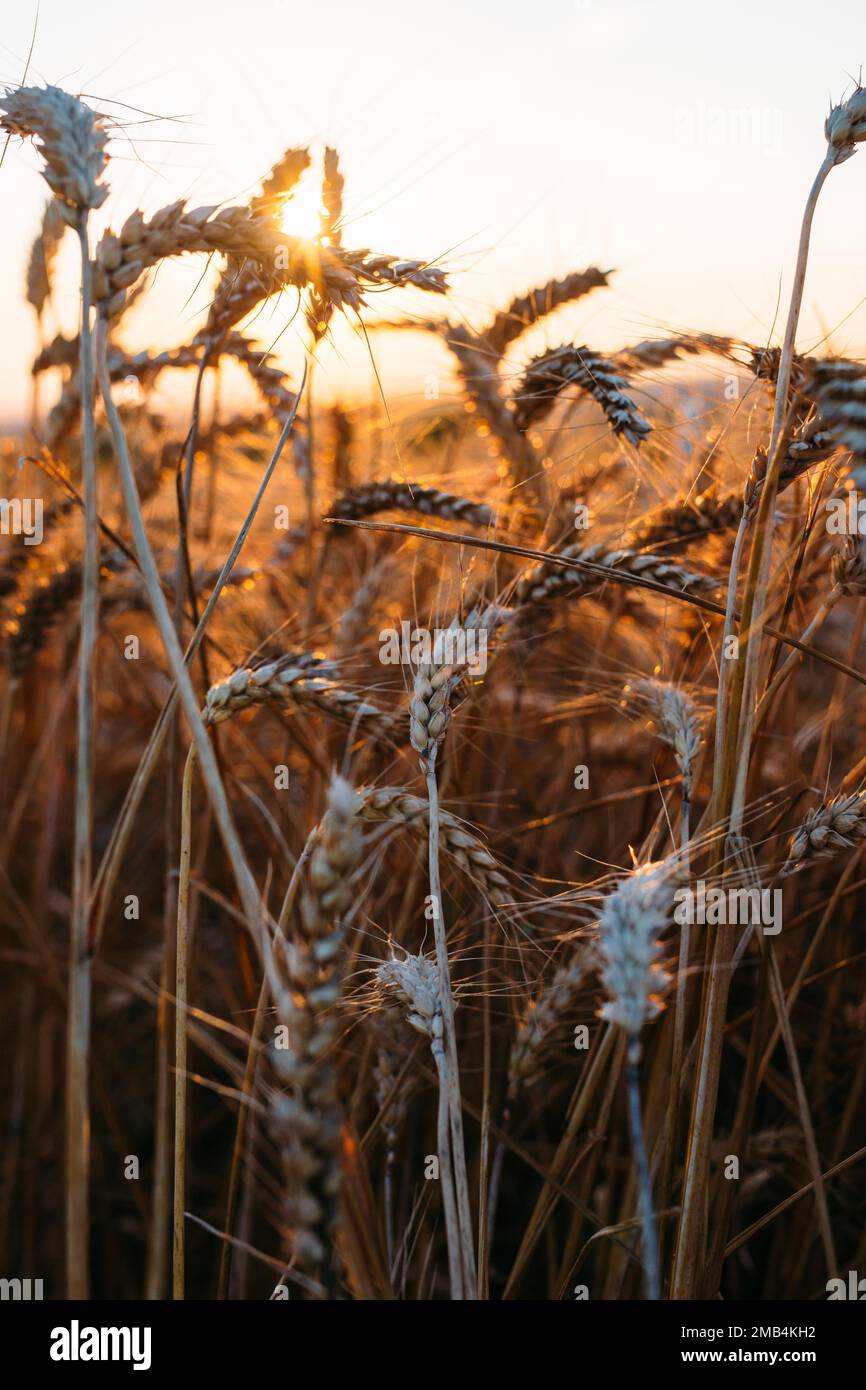 Harvest silhouette hi-res stock photography and images - Alamy
