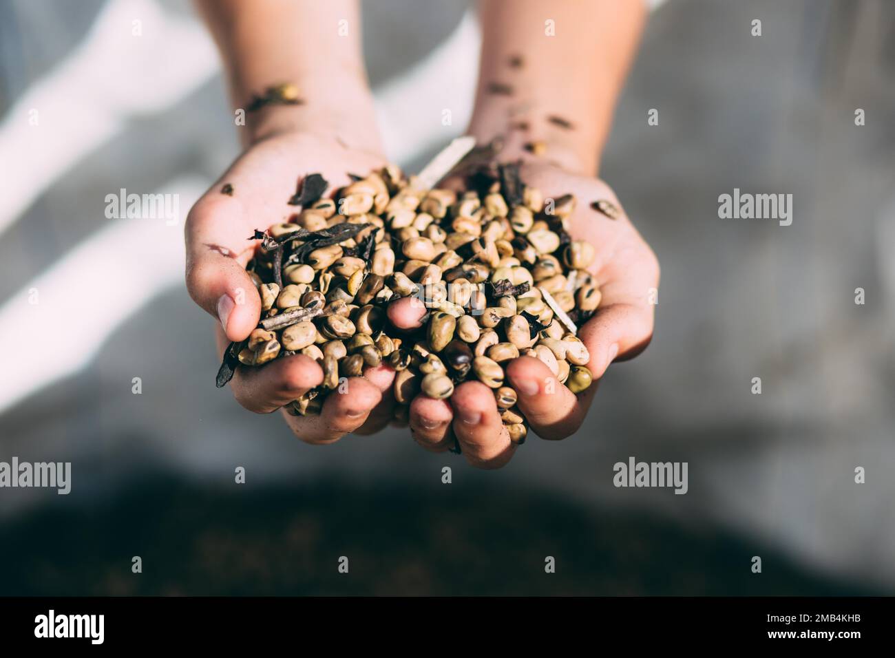 Broad beans Field beans in hand, harvesting Stock Photo - Alamy
