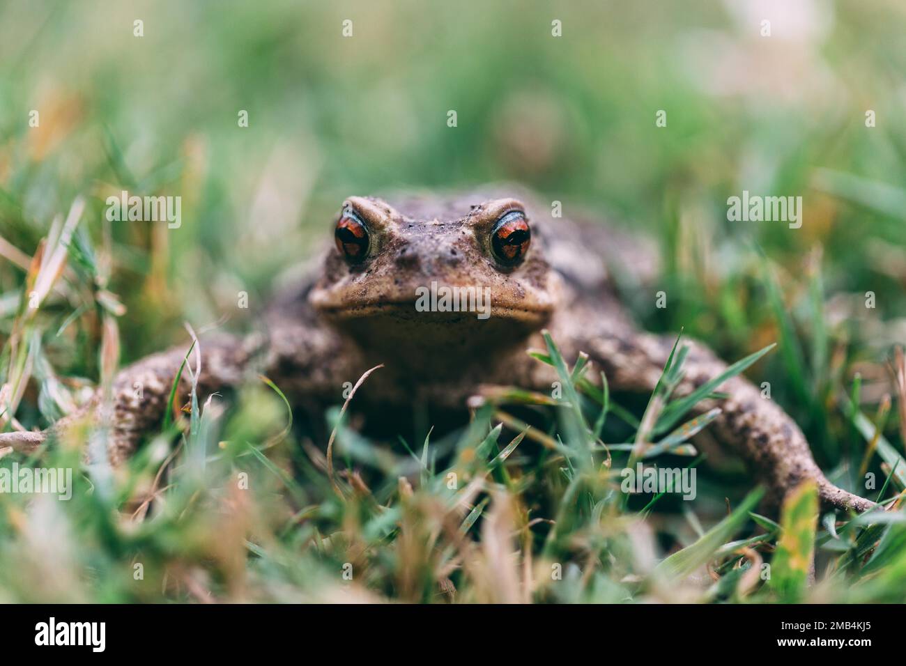Toad photography hi-res stock photography and images - Alamy