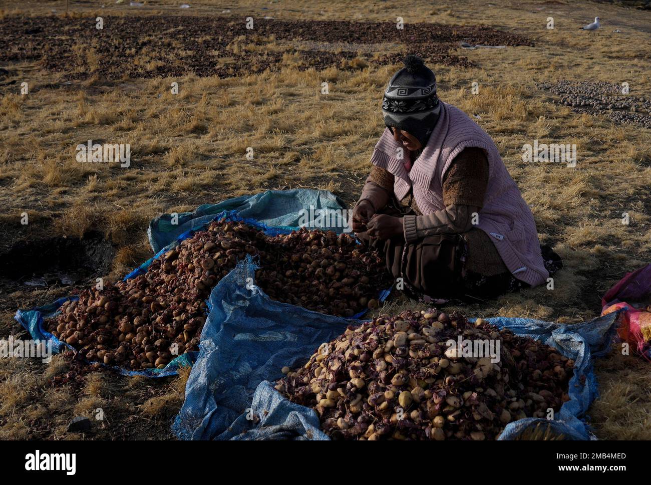 An Aymara Indigenous woman peels potatoes to remove frozen dew amid ...