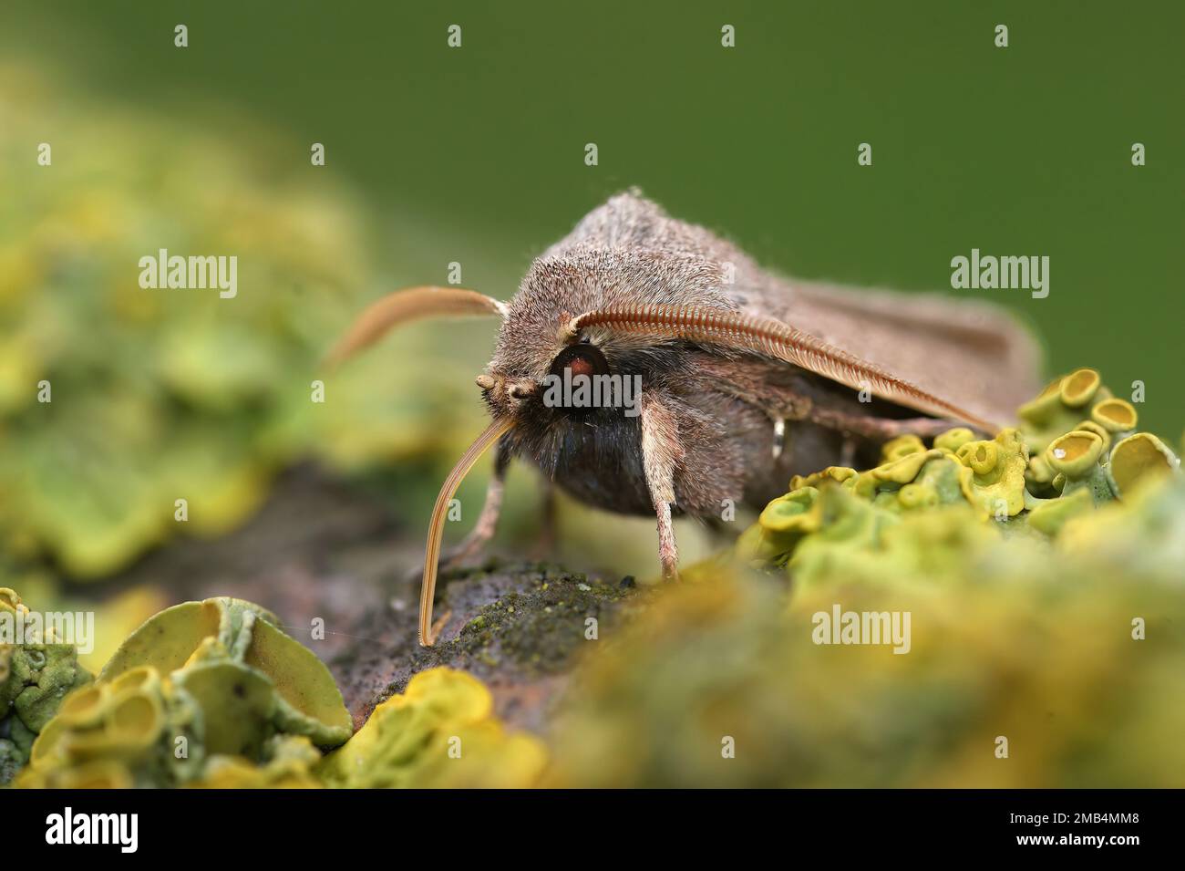 Natural frontal closeup on the Common Quaker owlet moth, Orthosia ...