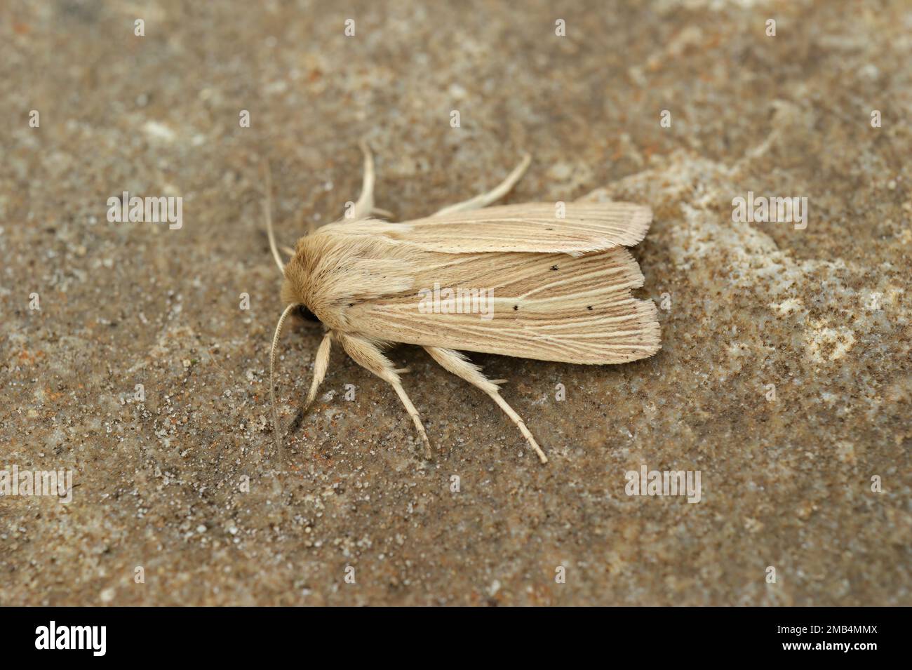 Detailed frontal closeup of the pale brown colored common wainscot moth ...