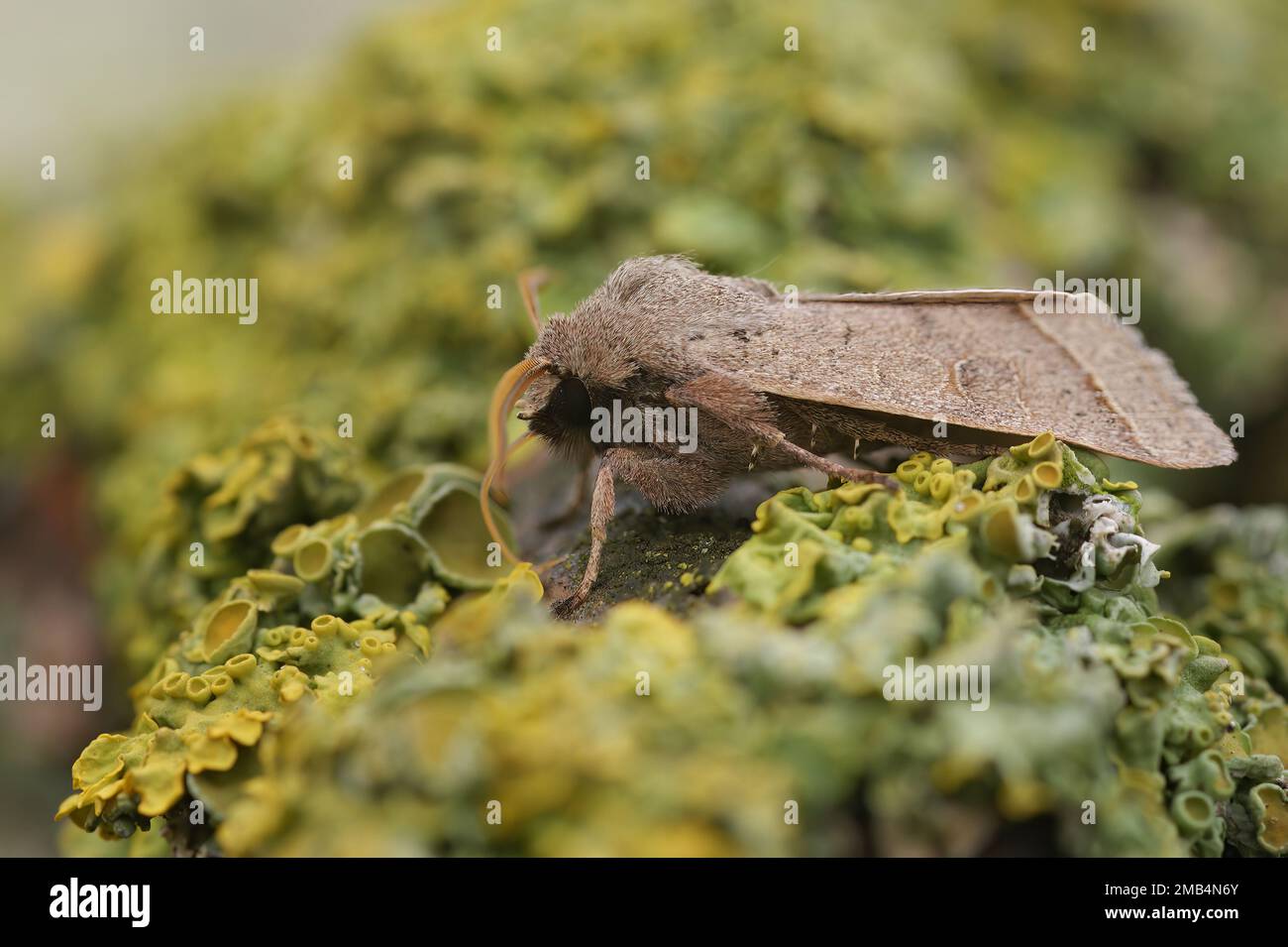 Natural closeup on the Common Quaker owlet moth, Orthosia cerasi ...
