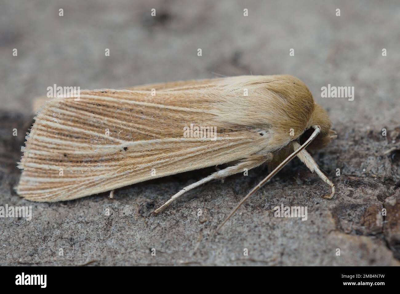 Common armyworm hi-res stock photography and images - Alamy