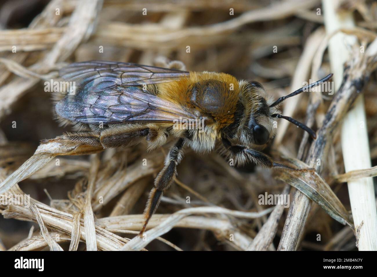Detailed and colorful closup on a furry female of the oligolectic ...