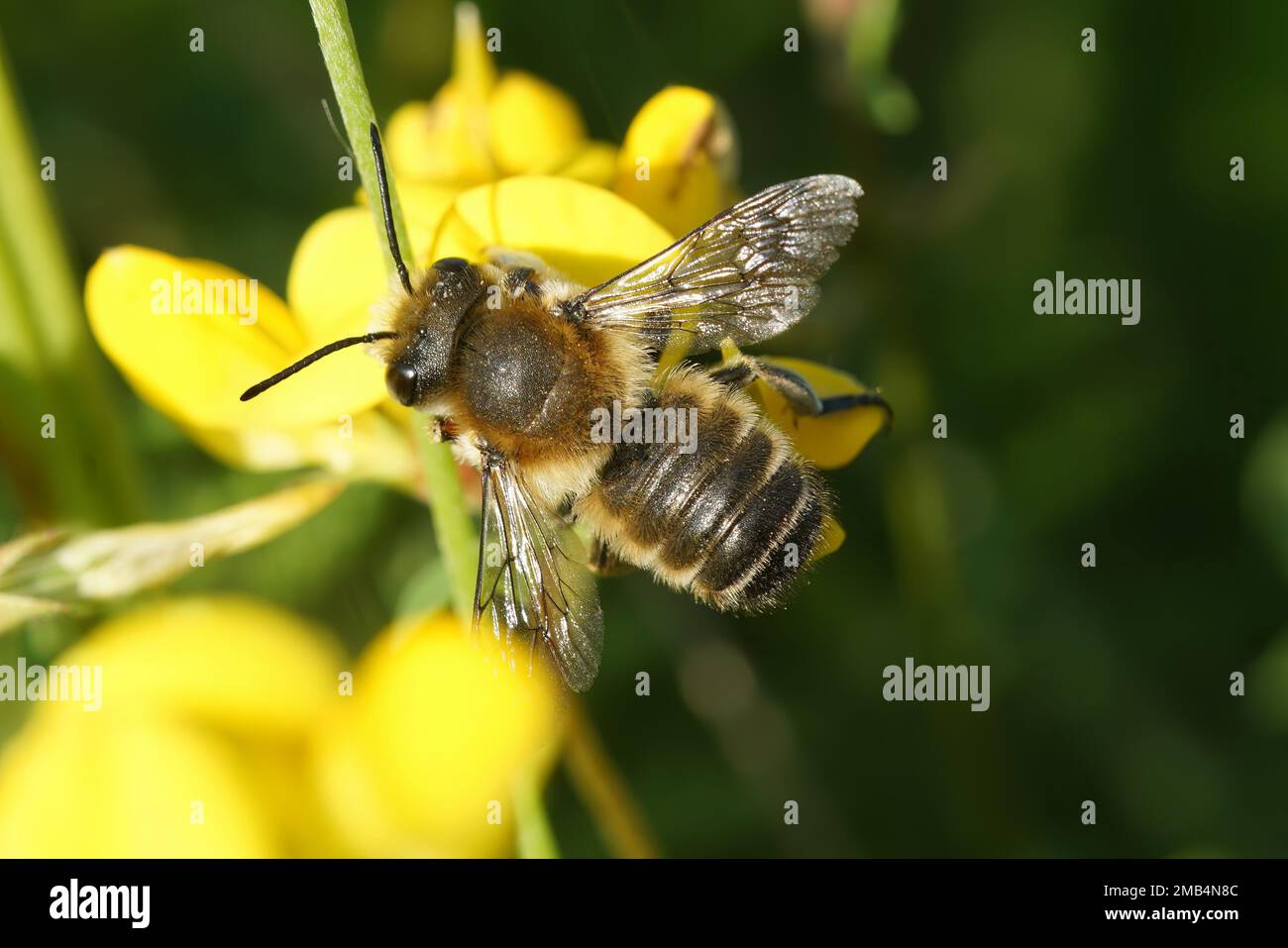 Natural outdoors close up of the male of Willughby's leaf-cutter bee ...