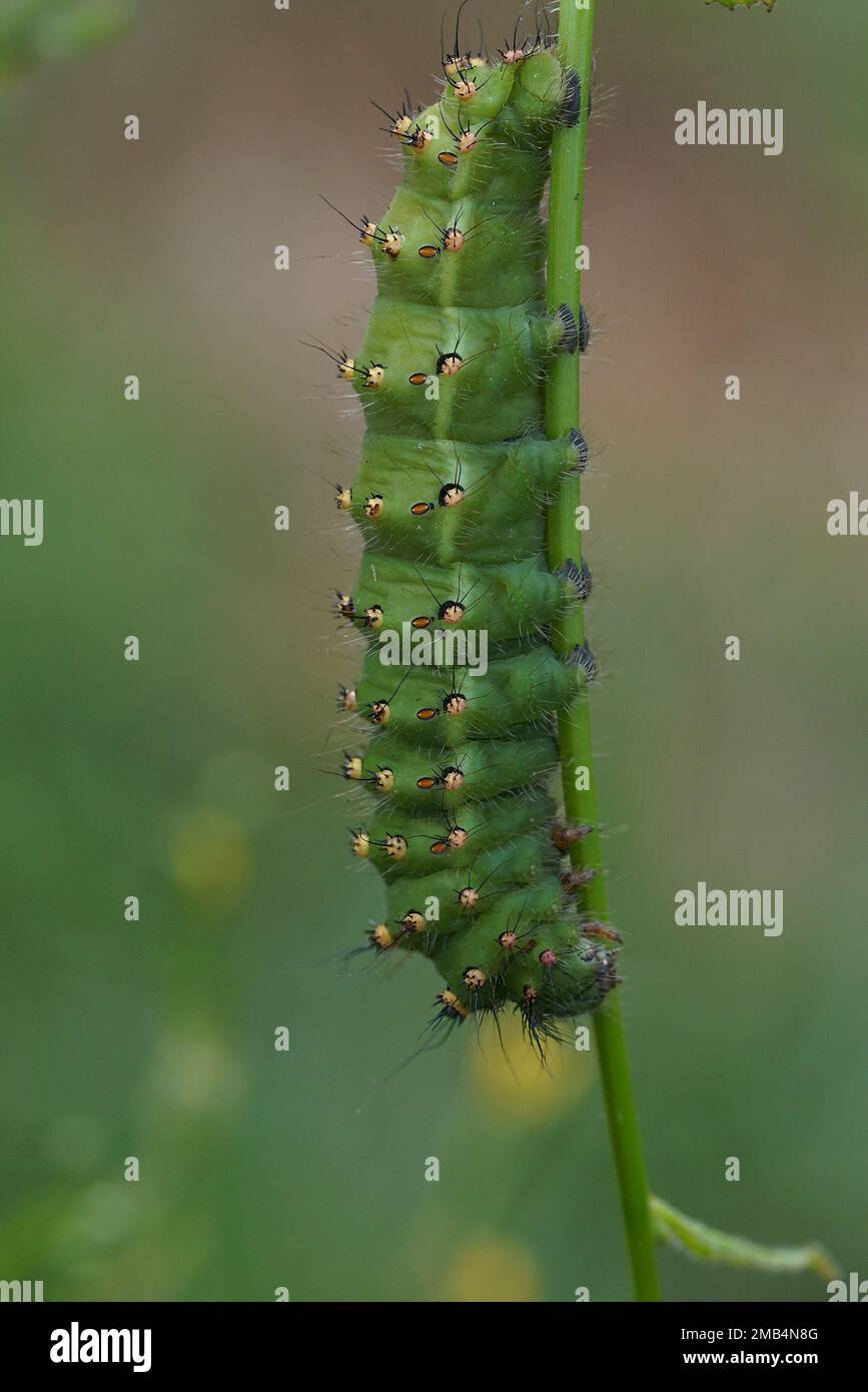 Large heath caterpillar hi-res stock photography and images - Alamy