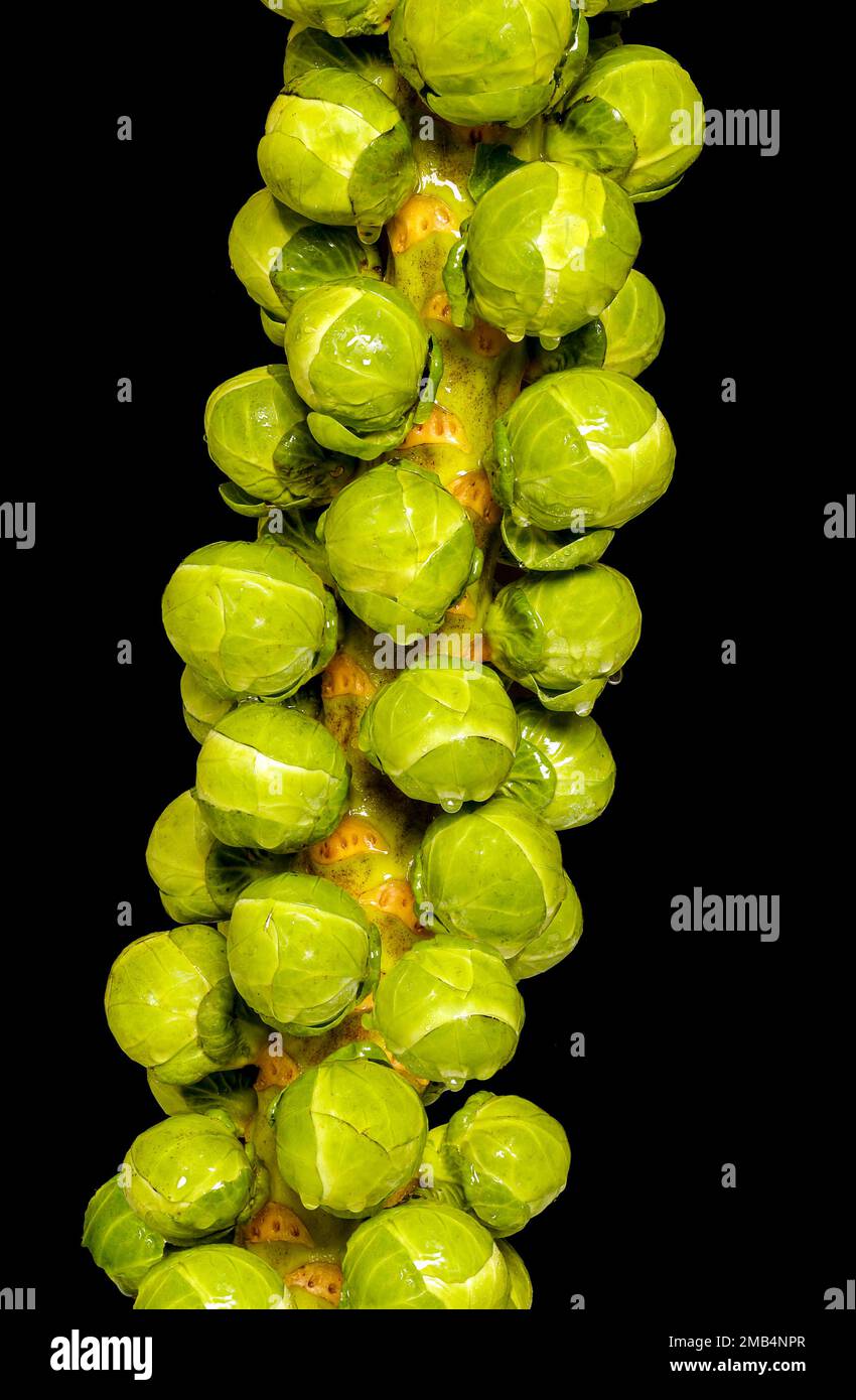 Summer sprouts hi-res stock photography and images - Alamy