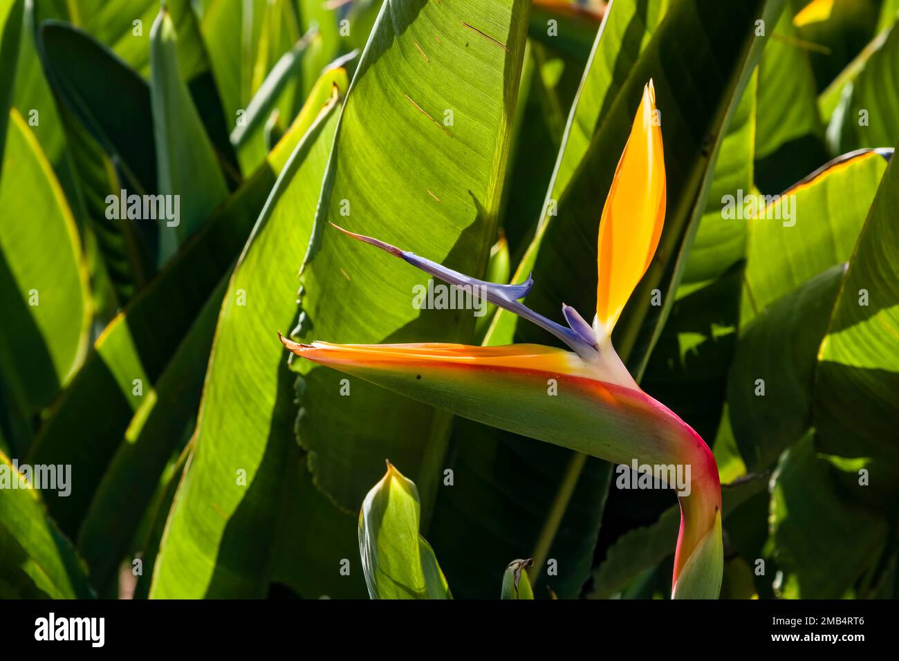 Blooming crane flower, bird of paradise (Strelitzia reginae Stock Photo ...
