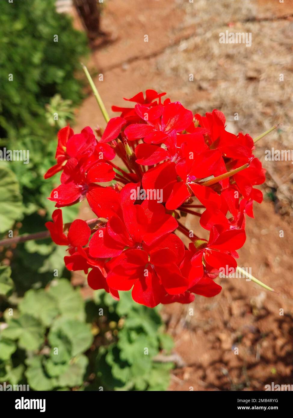 Flower single alone hi-res stock photography and images - Alamy