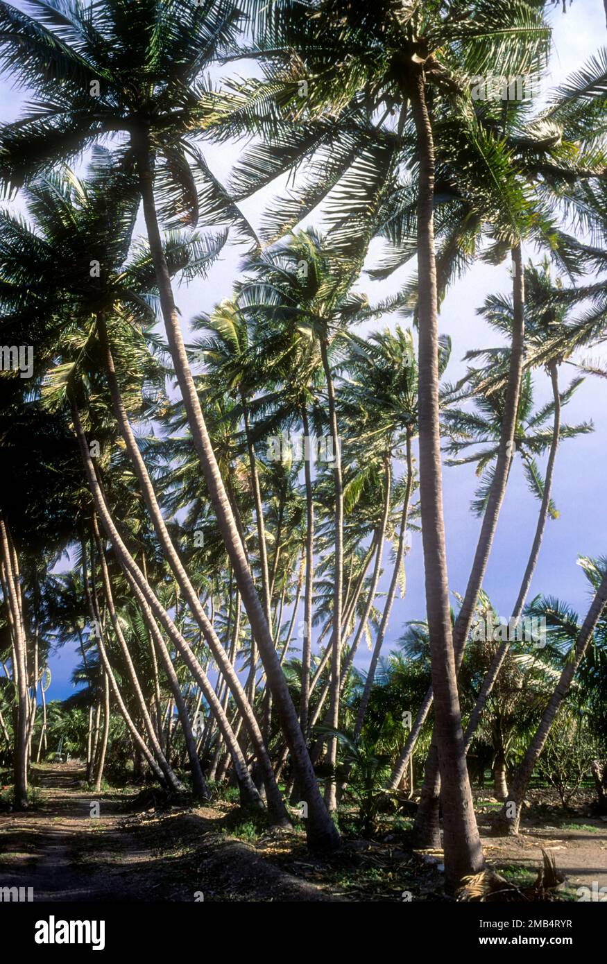 Row of coconut trees hi-res stock photography and images - Alamy