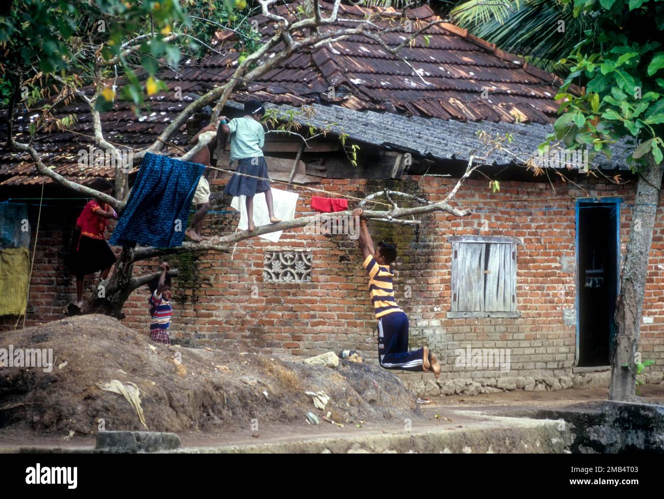 Children playing on a tree, Kerala, India, Asia. Girl, Boy, Tiled Roof ...
