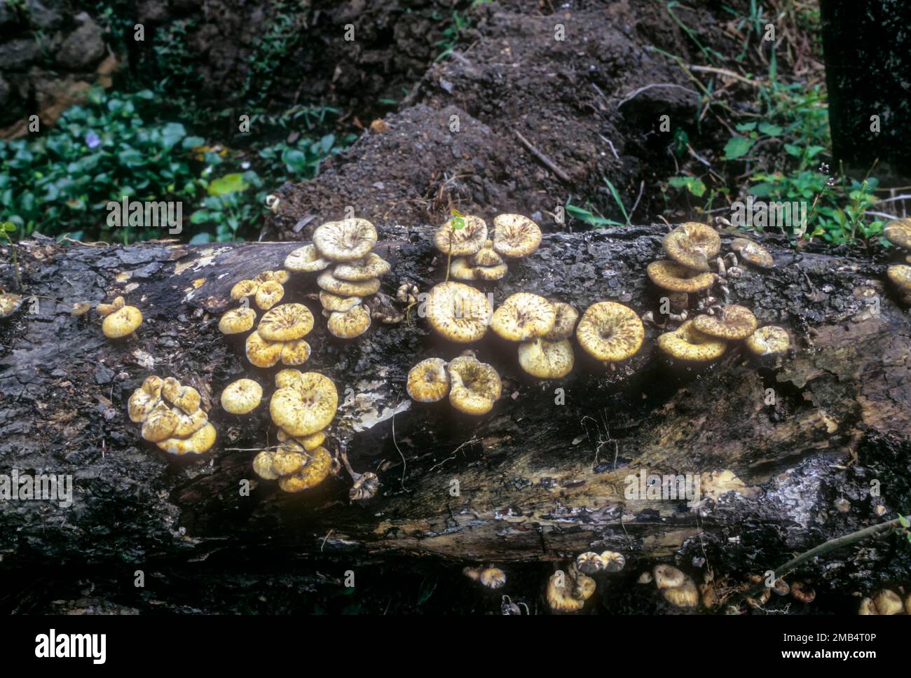Wild Mushroom in Wayanad, Kerala, India, Asia. Forest, Western Ghats ...