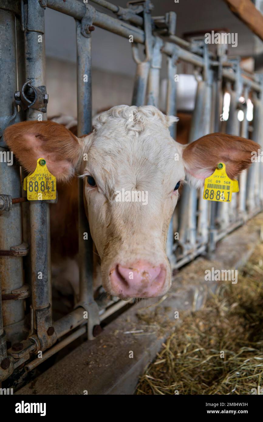 A dairy cow stands in a barn in Eitting, Bavaria, Germany Stock Photo ...