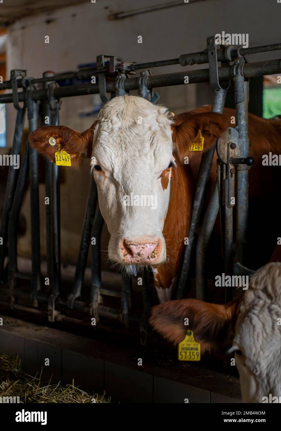 A dairy cow stands in a barn in Eitting, Bavaria, Germany Stock Photo ...