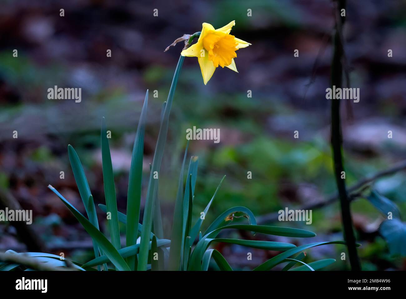 Scapose stem hi-res stock photography and images - Alamy