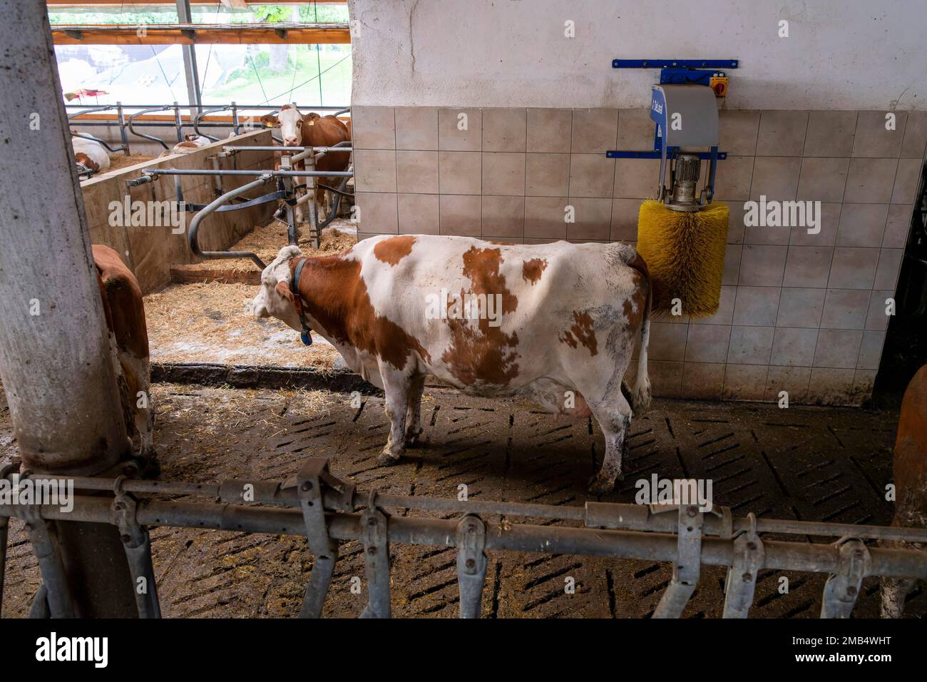 A dairy cow cleans her rear end with an automatic brush in a barn in ...