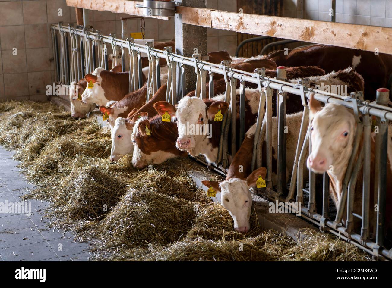 Dairy cows standing in a barn in Eitting, Bavaria, Germany Stock Photo ...