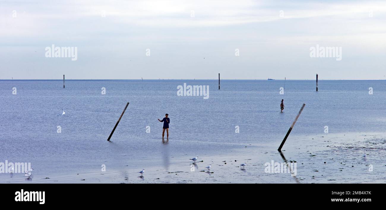 Seagull in mudflat hi-res stock photography and images - Alamy
