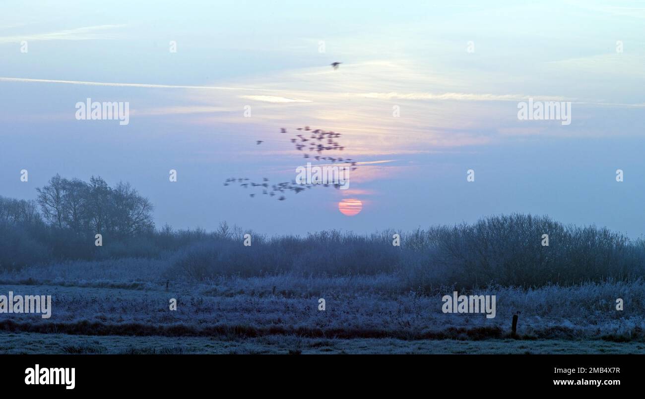 Wild geese in flight, Breites Wasser near Worpswede, Germany Stock ...