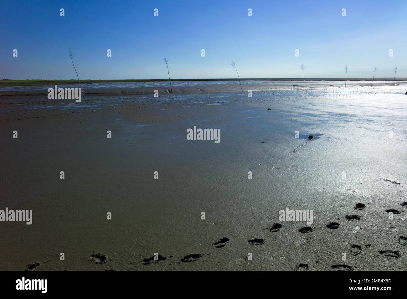 Footprints in the mudflats near Spieka Neufeld in the district of ...