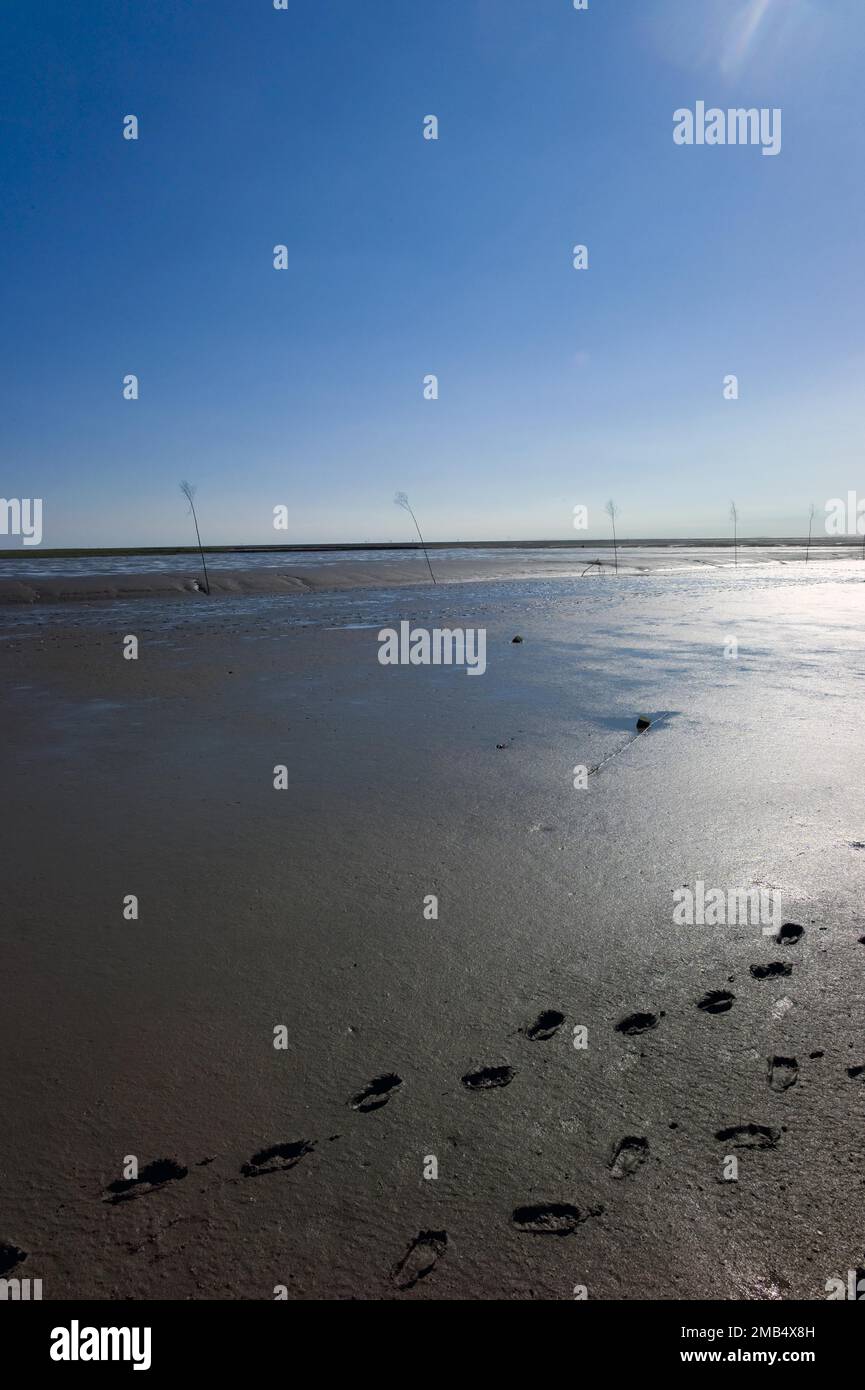 Footprints in the mudflats near Spieka Neufeld in the district of ...