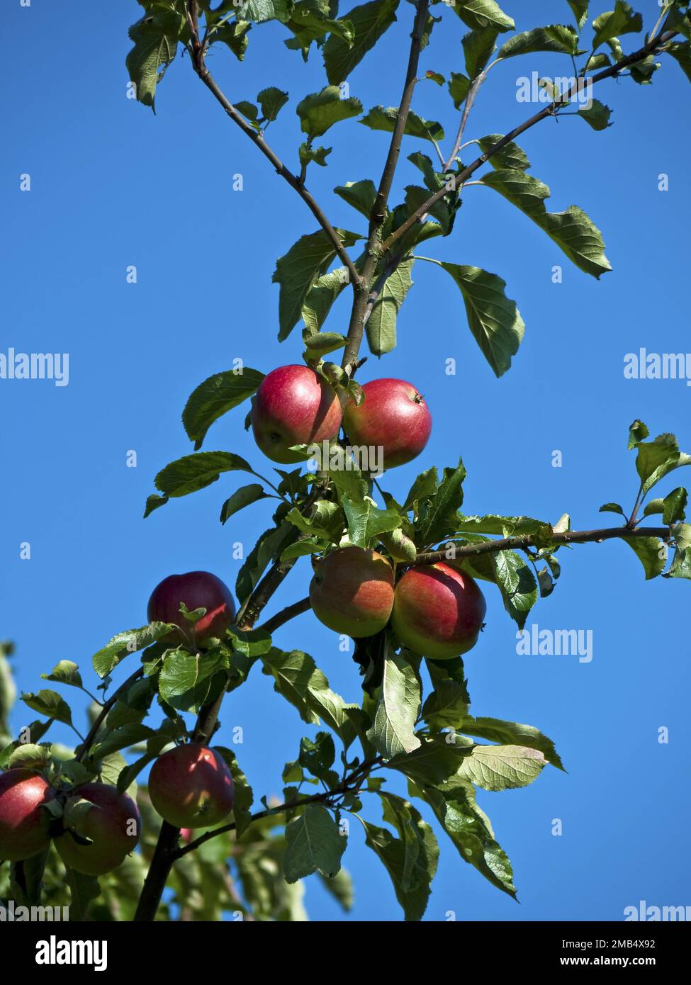 Red apples on the tree Stock Photo - Alamy