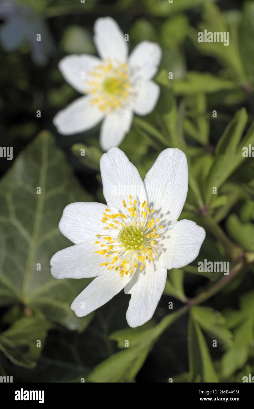Flowering anemone (Anemone nemorosa Stock Photo - Alamy