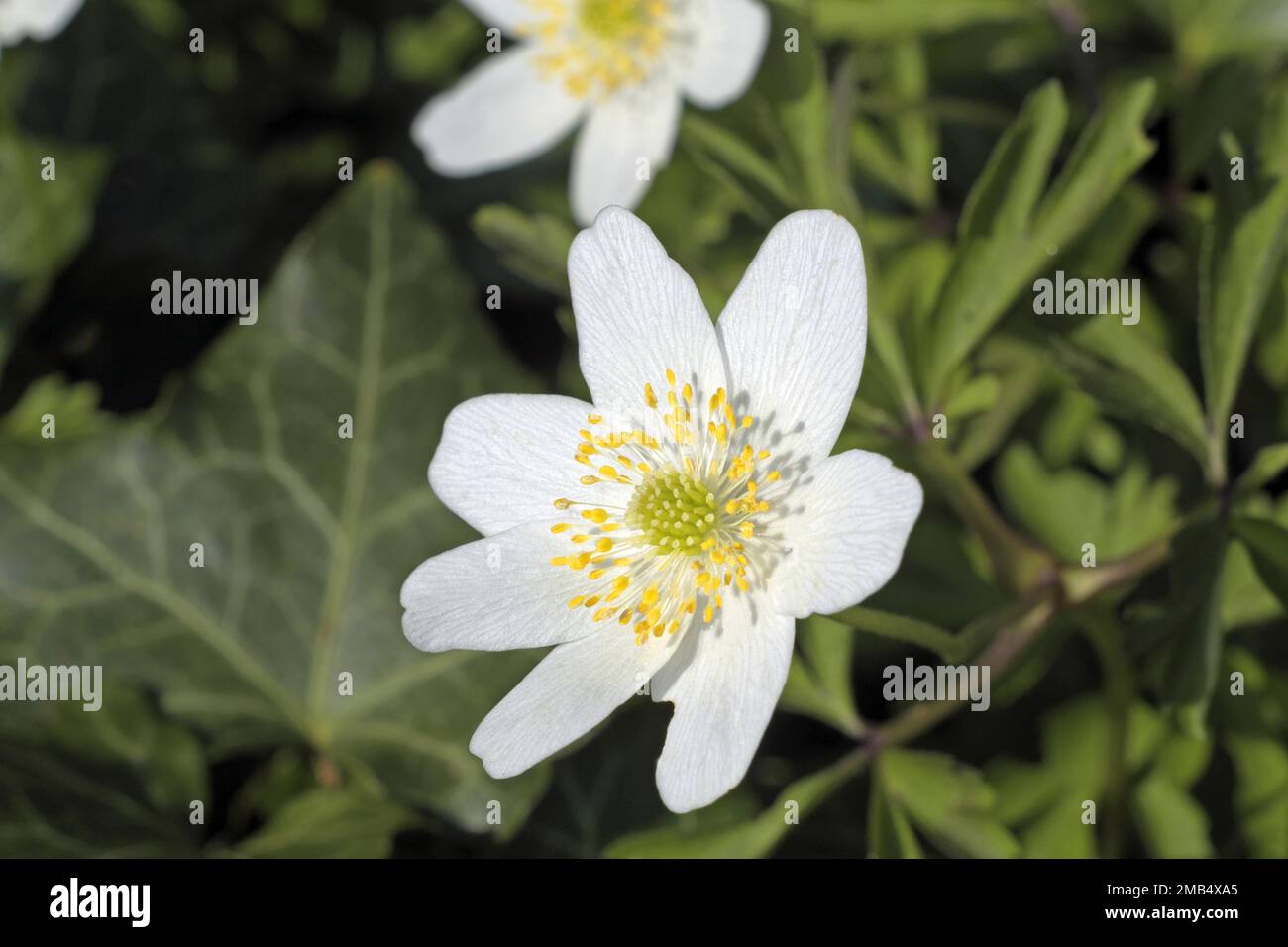 Flowering anemone (Anemone nemorosa Stock Photo - Alamy