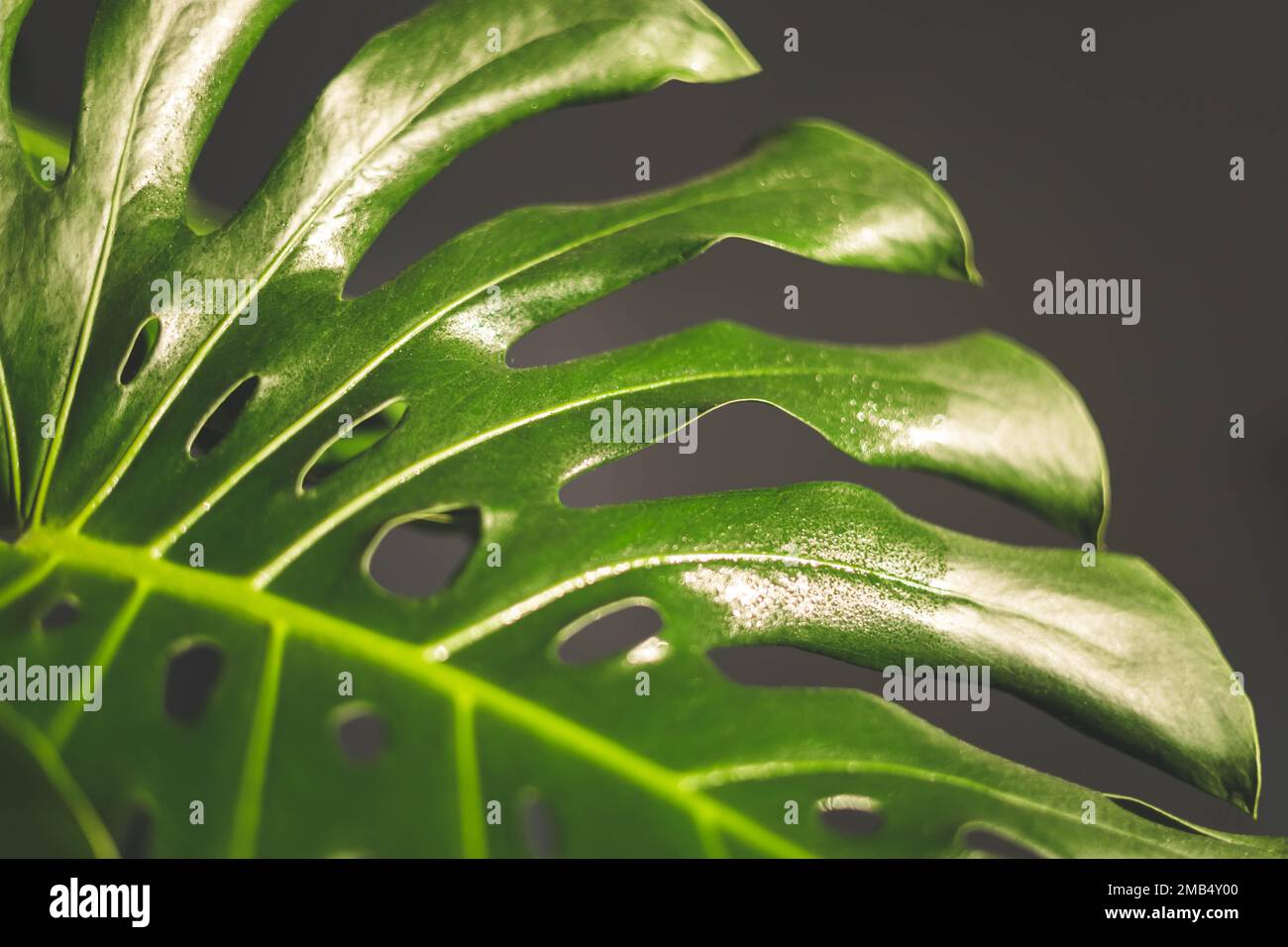 A large green real leaf of room monstera creeper. Tropical palm Stock ...