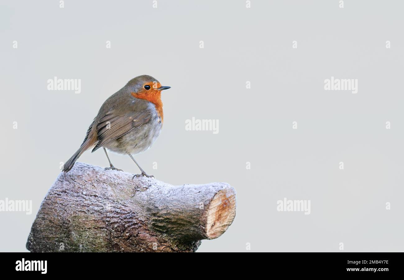 A close up of a single robin sat on a tree branch Stock Photo - Alamy