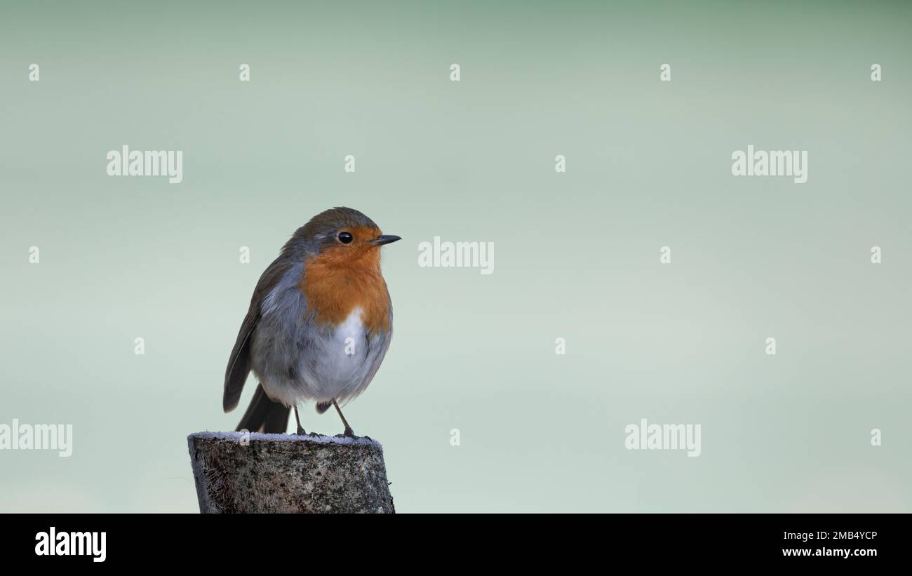A close up of a single robin sat on a tree branch Stock Photo - Alamy