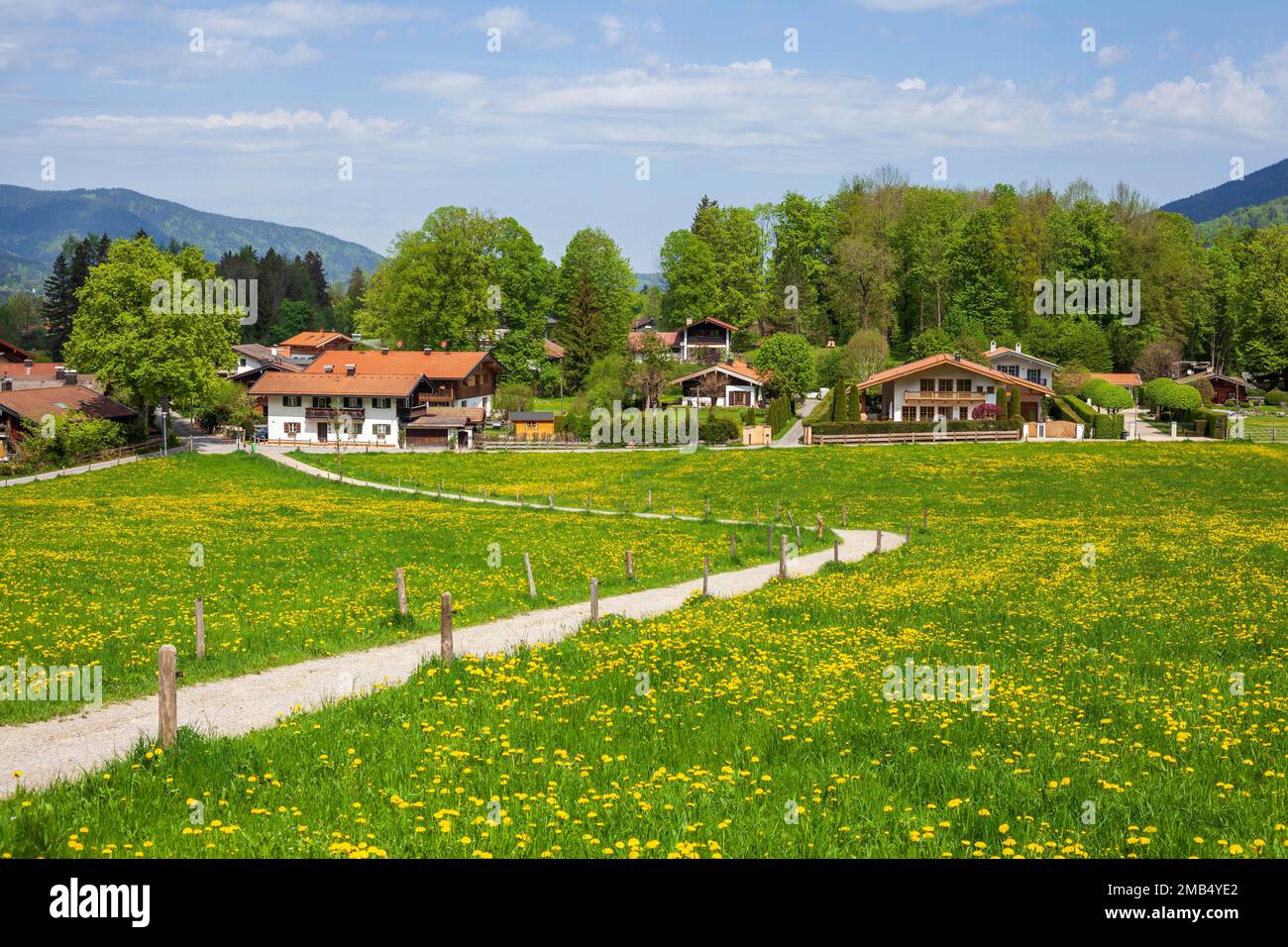 Flower meadow with path and houses in spring, Rottach-Egern, Tegernsee ...