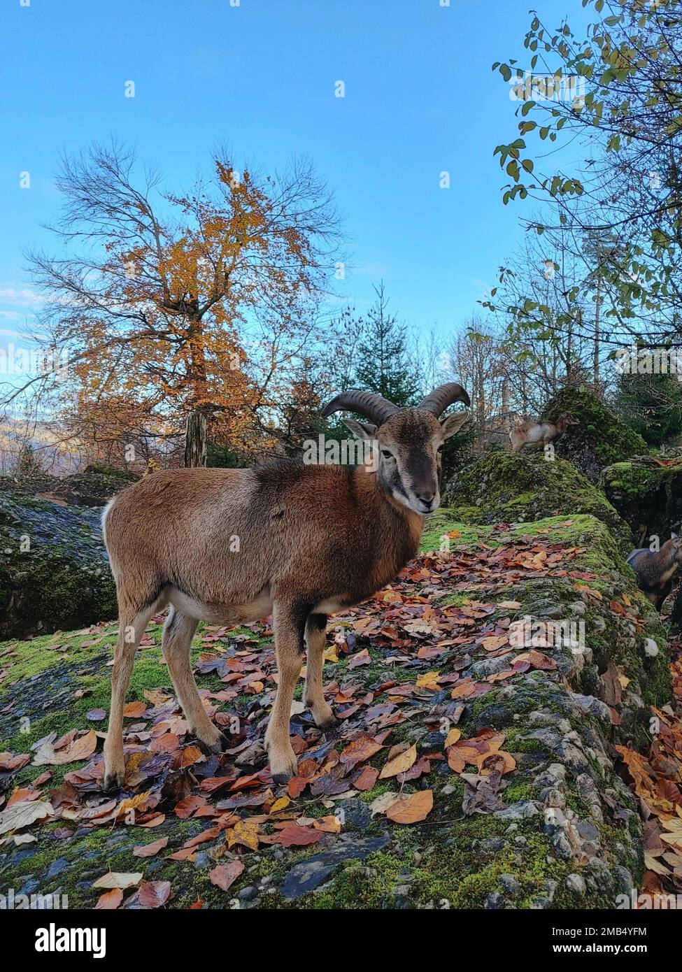 Animal goat forest nature alps swiss horns deer Stock Photo - Alamy