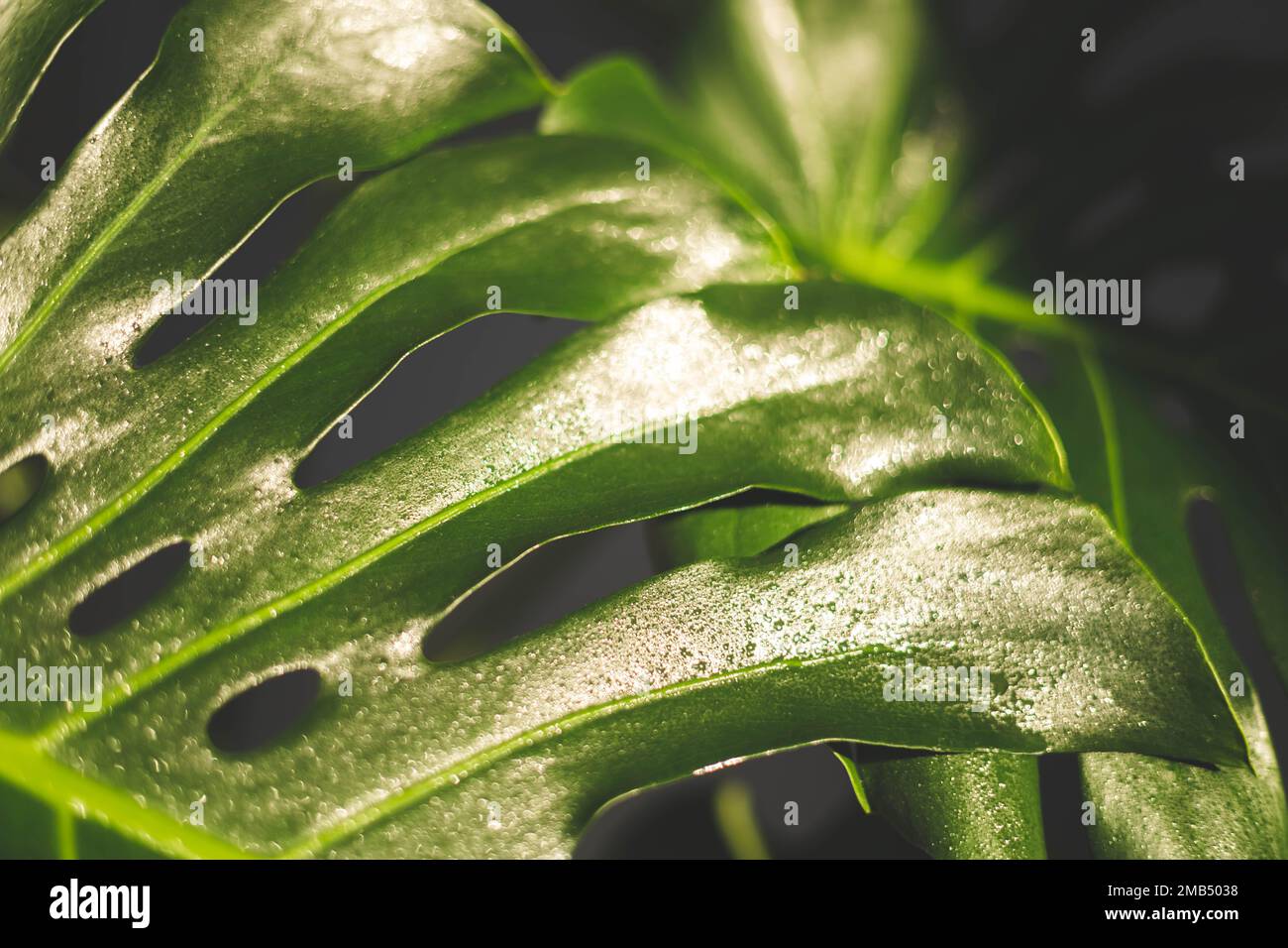 A large green real leaf of room monstera creeper. Tropical palm Stock ...