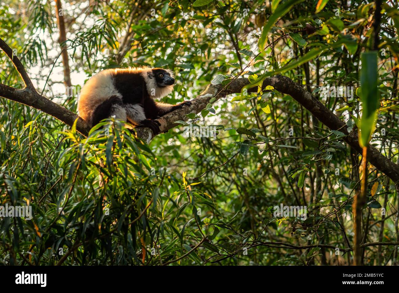 Black and White Ruffed Lemur - Varecia variegata, beautiful lemur from ...