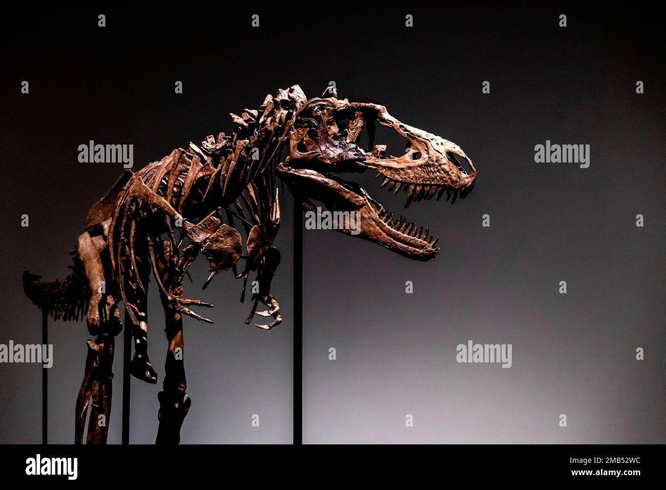 A Gorgosaurus dinosaur skeleton, the first to be offered at auction, is ...