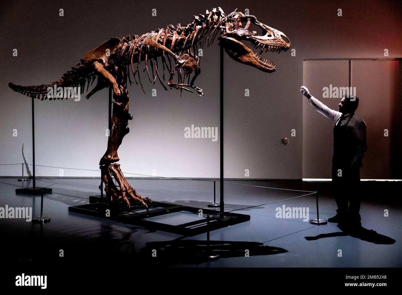 A Sotheby's New York employee demonstrates the size of a Gorgosaurus ...
