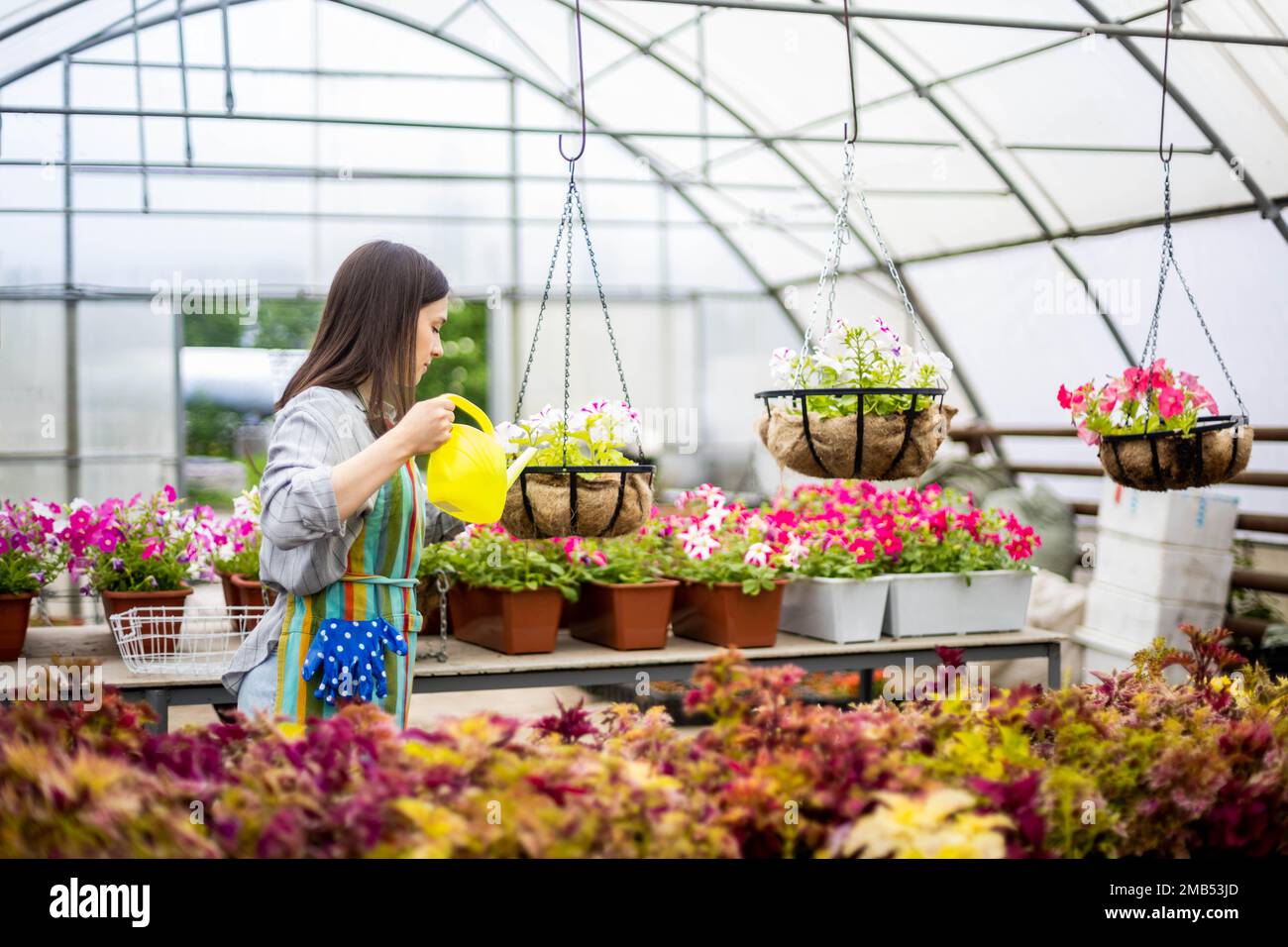 Female professional florist pouring water on blossom flowers cultivated ...