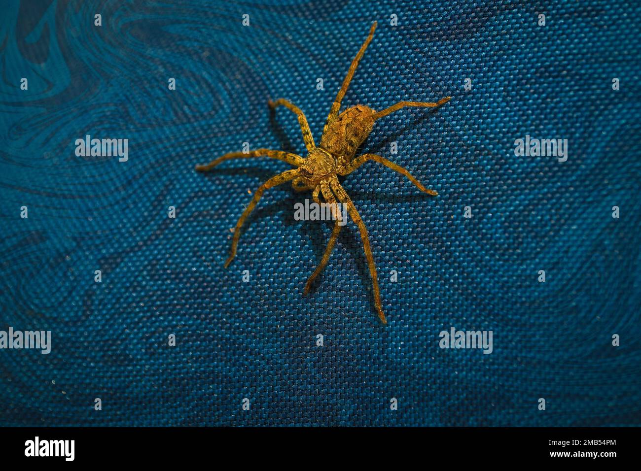 Tropical huntsman spider hi-res stock photography and images - Alamy