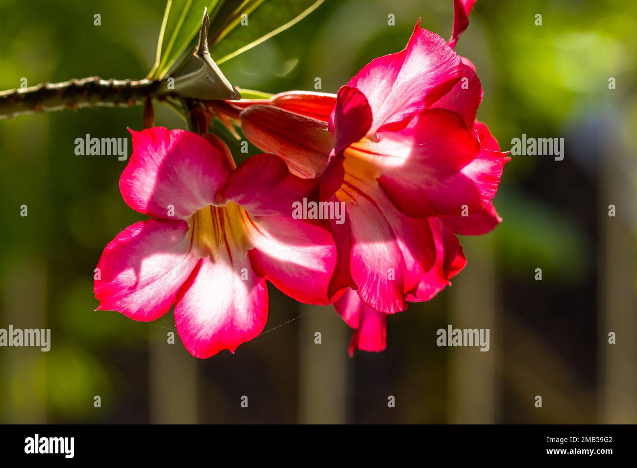 A pink adenium flower (adenium obesum) that is blooming on a sunny ...