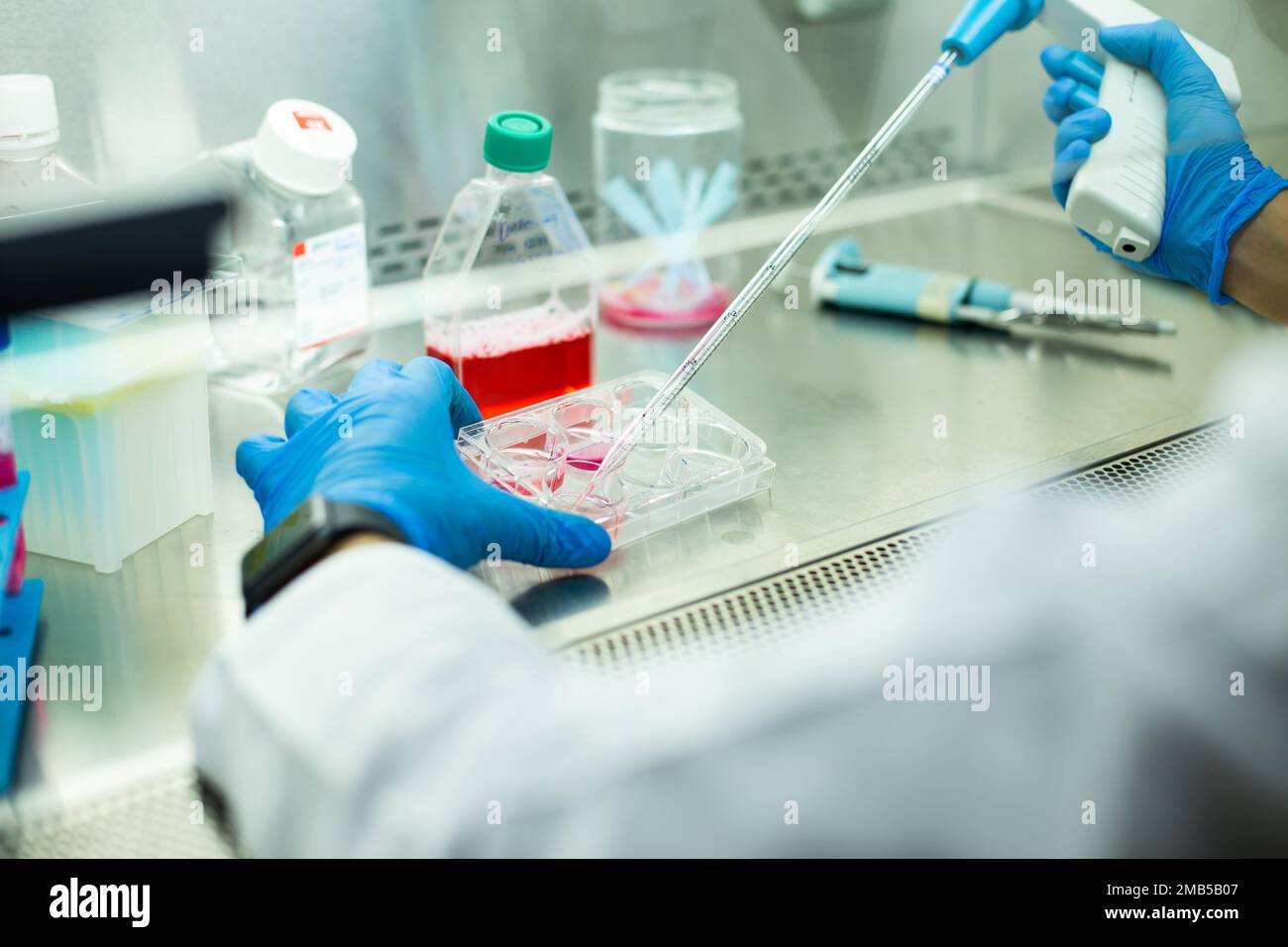 Mammalian cell culture laboratory hi-res stock photography and images ...