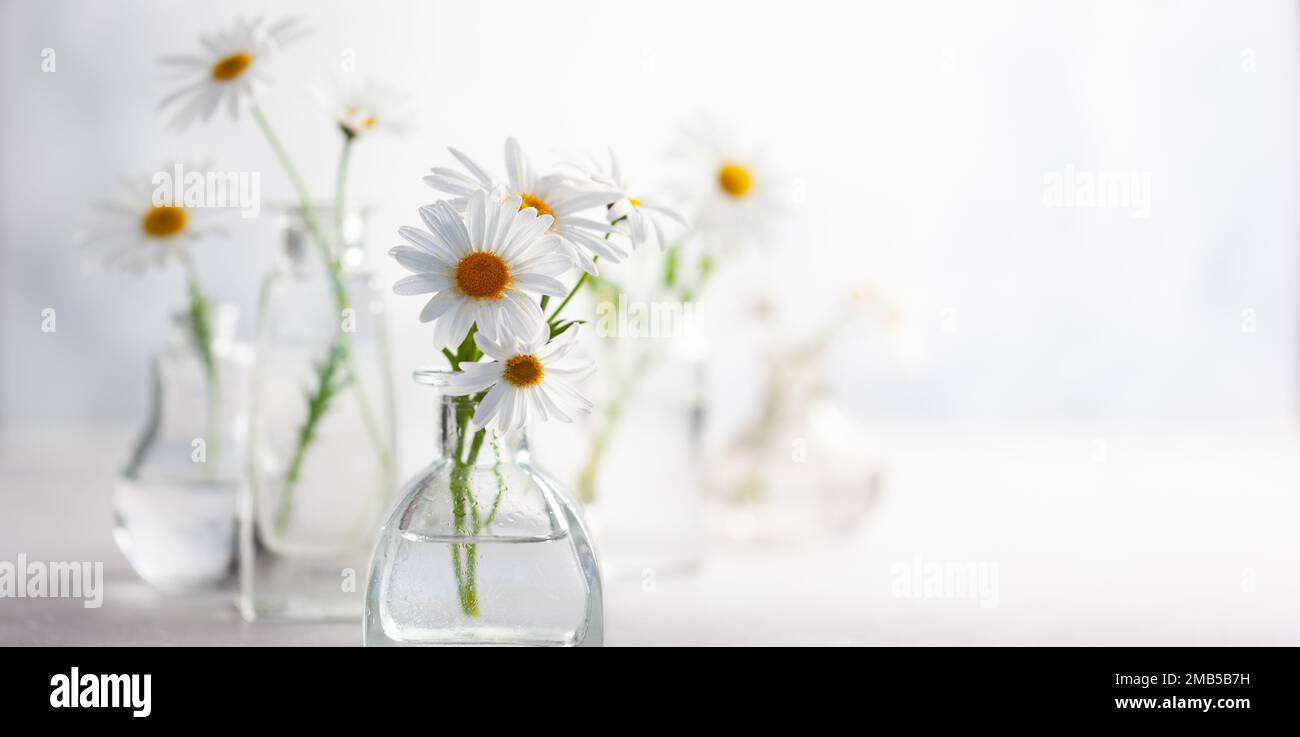 Beautiful daisy on light hi-res stock photography and images - Alamy