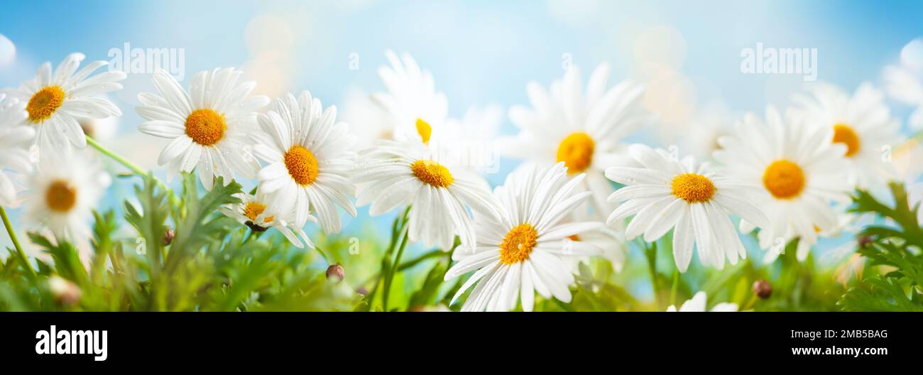 Daisy Background Twitter