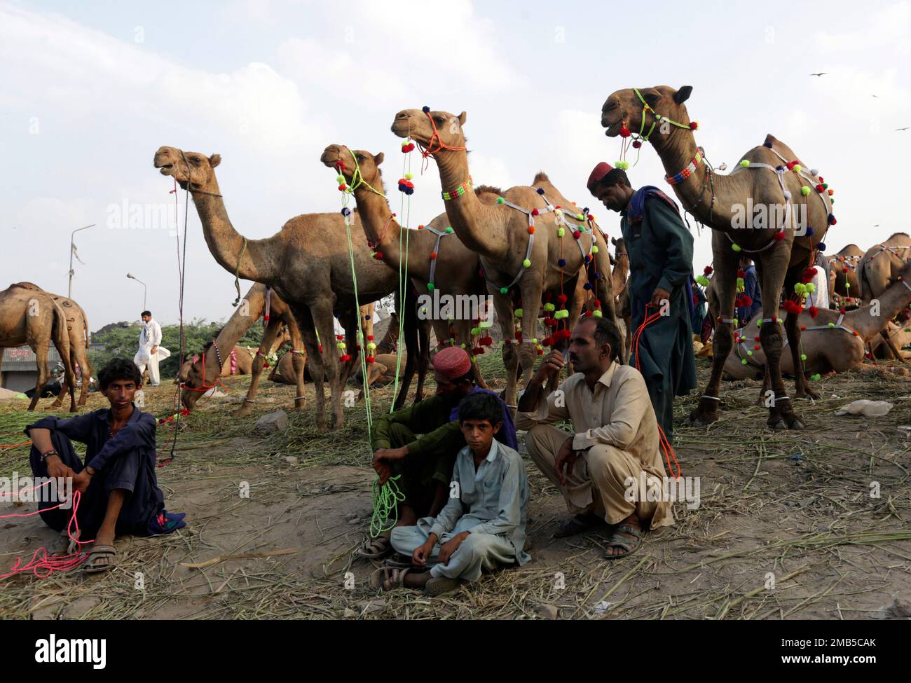 Pakistani livestock merchants display animals for sale ahead of the Eid ...