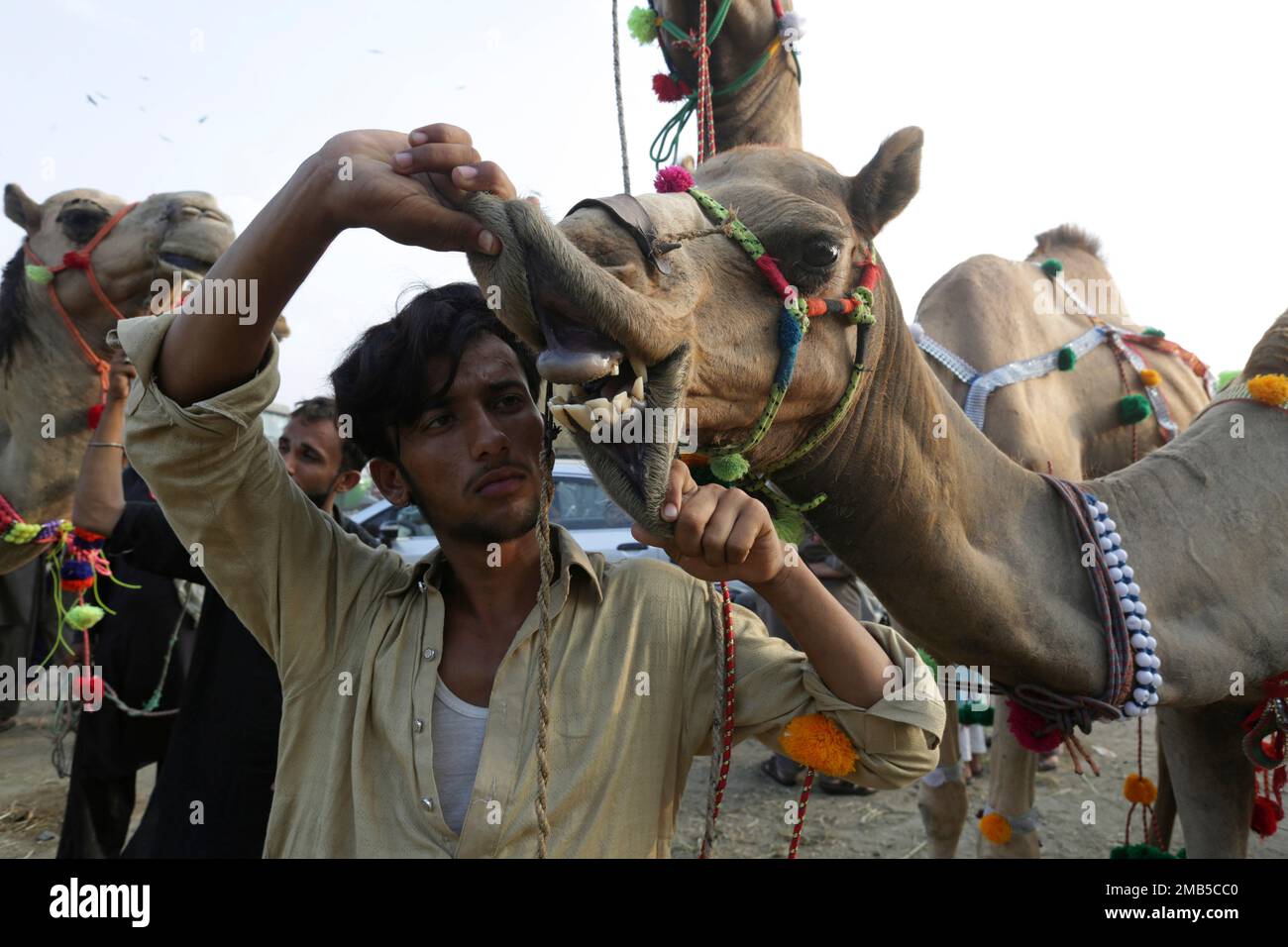 A Pakistani livestock merchant shows the teeth of a camel to a customer ...