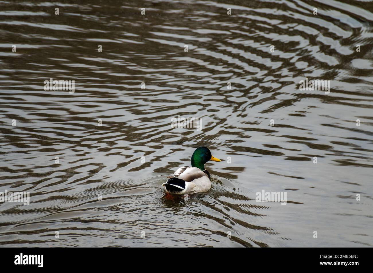 Wild adult male Mallard Ducks Anas platyrhynchos swimming in a open ...