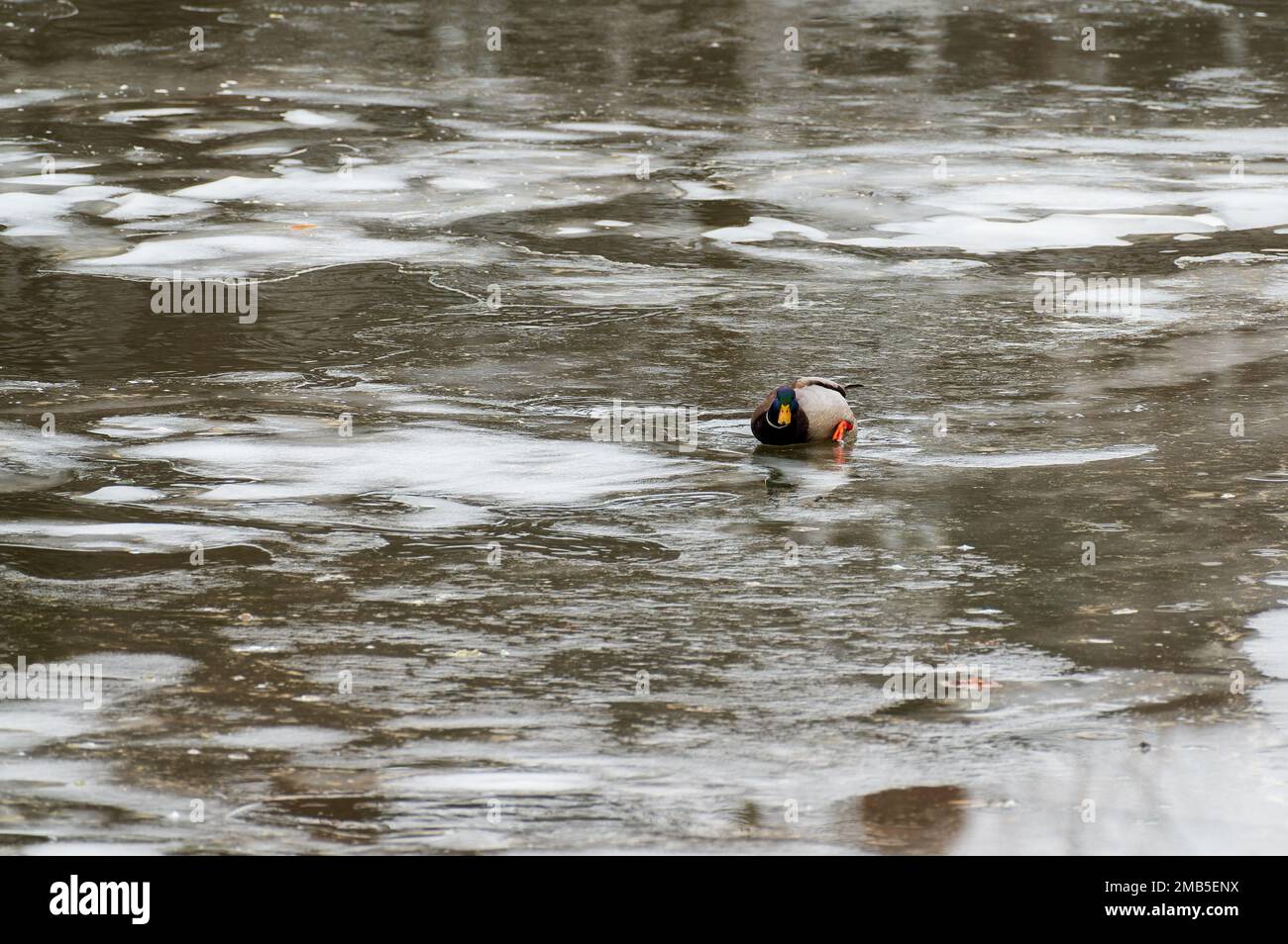 Wild adult male Mallard Ducks Anas platyrhynchos struggling to to exit ...