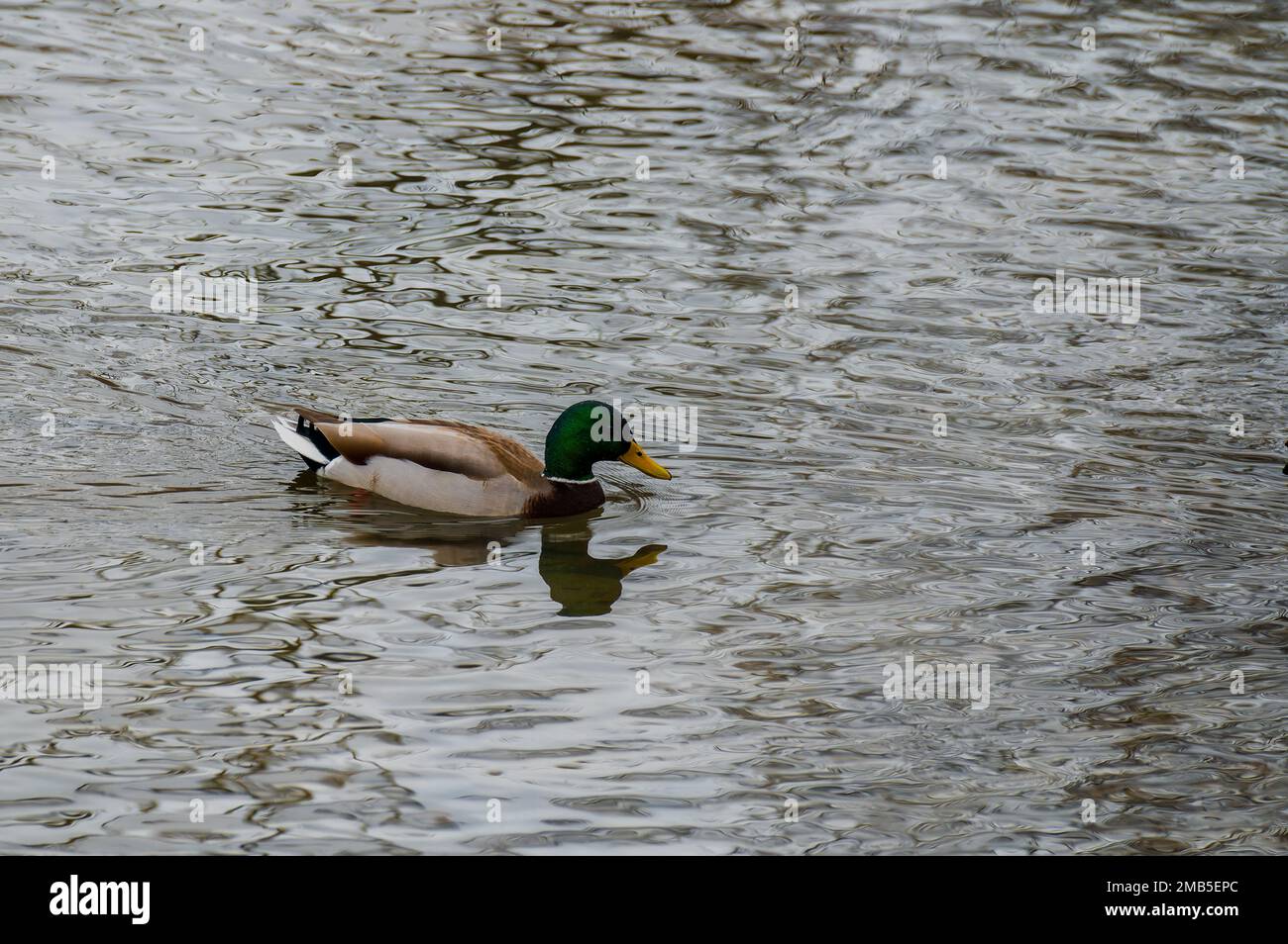 Wild adult male Mallard Ducks Anas platyrhynchos swimming in a open ...