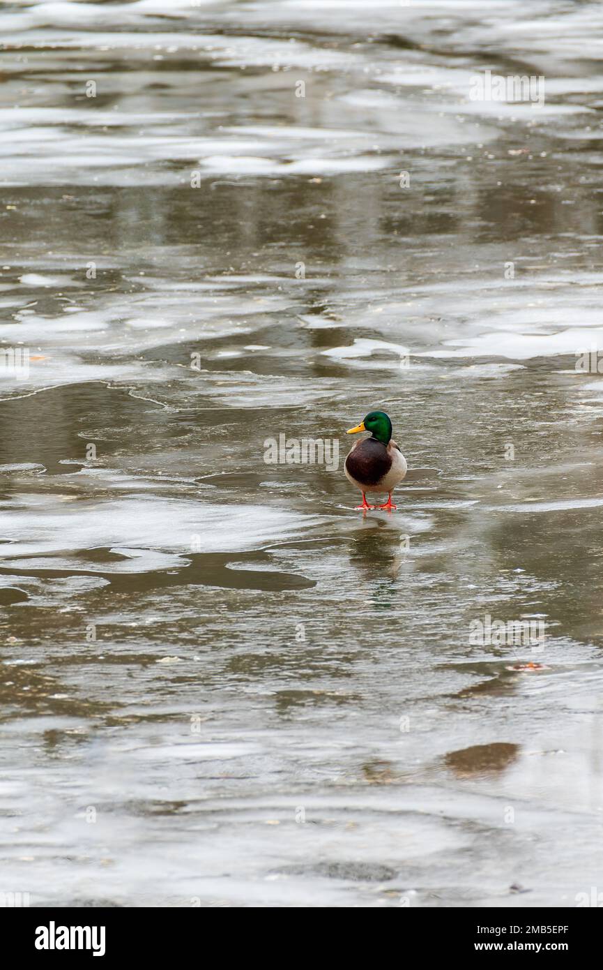 Wild adult male Mallard Ducks Anas platyrhynchos standing on a frozen ...